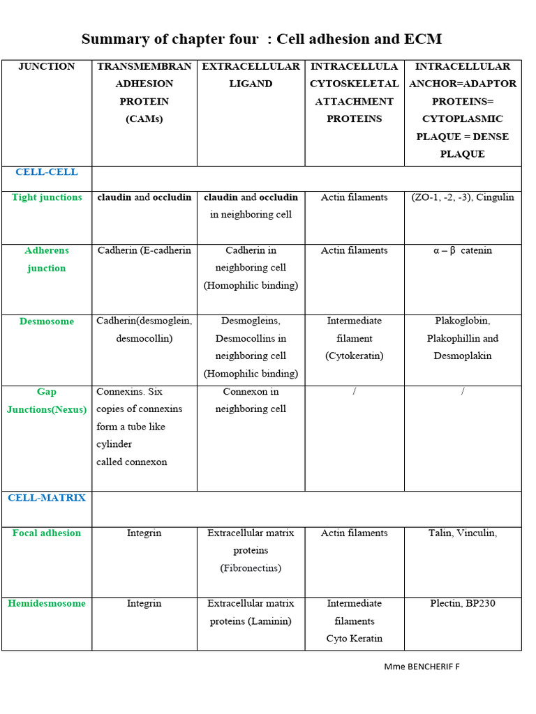 Summary of Chapter Four Cell Adhesion and ECM | PDF