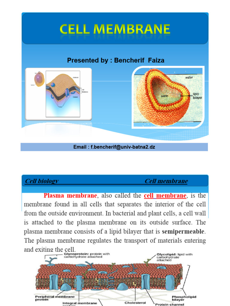 Cell membrane 1 | PDF | Cell Membrane | Phospholipid