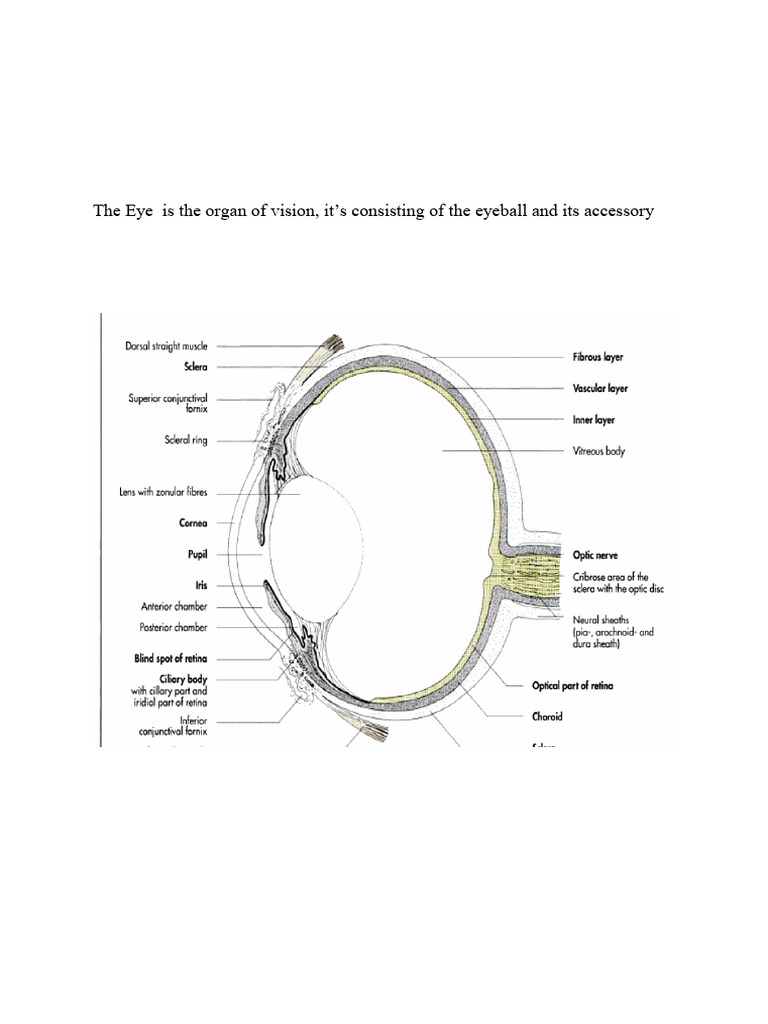 anatomy of eye and ear | PDF | Ear | Human Eye