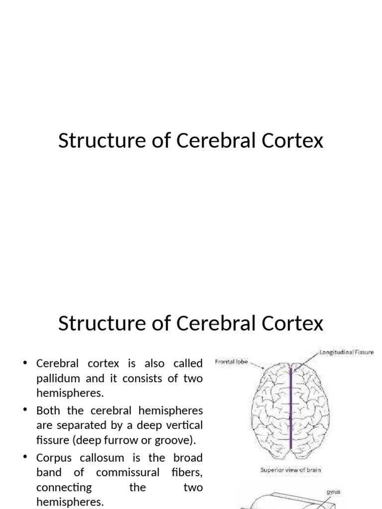18-Structure of Cerebral Cortex | PDF