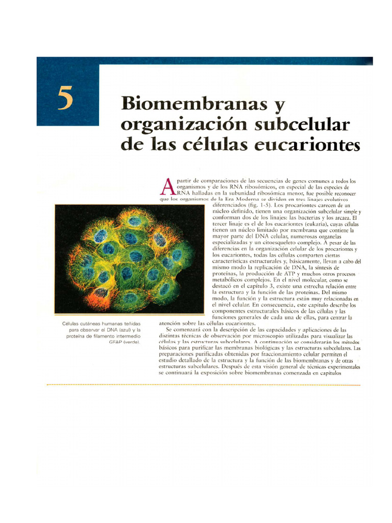 Biomembranas y Organizacion Subcelular de Celulas Eucariontes | PDF