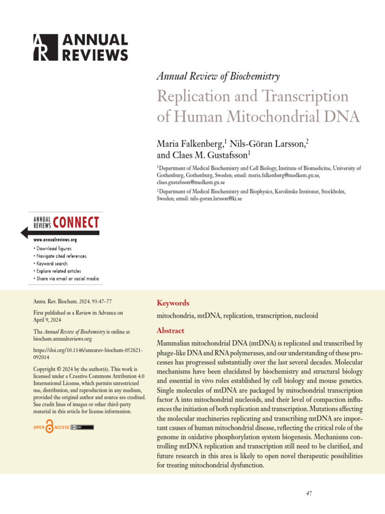 Replication and Transcription of Human Mitochondrial DNA | PDF | Mitochondrial Dna | Mitochondrion