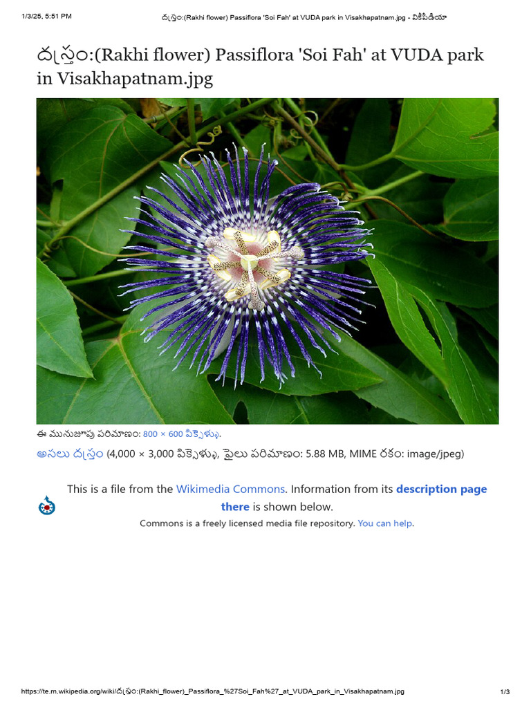 దస్త్రం - (Rakhi flower) Passiflora | PDF