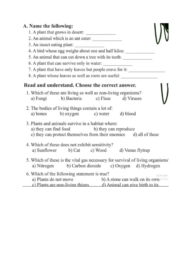 Cactus | PDF