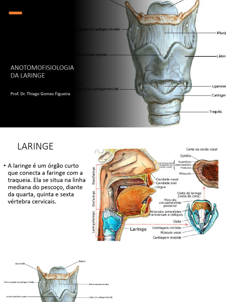 Anatomofisiologia da Laringe | PDF | Laringe | Canto