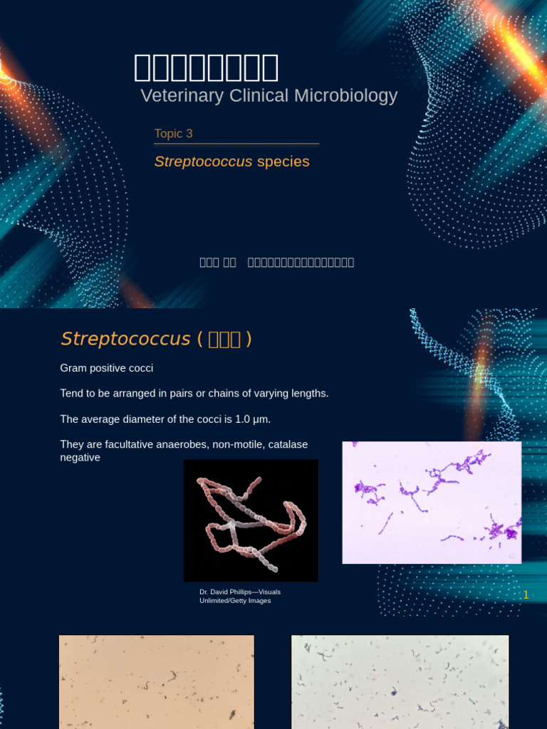 Streptococcus SPP (2024!3!11) 2 | PDF | Streptococcus | Staphylococcus