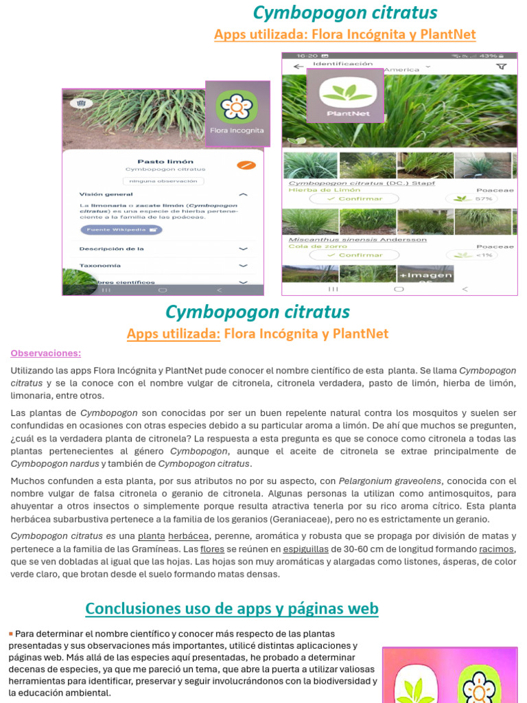 Especie 3 y Conclusiones.. Elizabeth Parodi | PDF