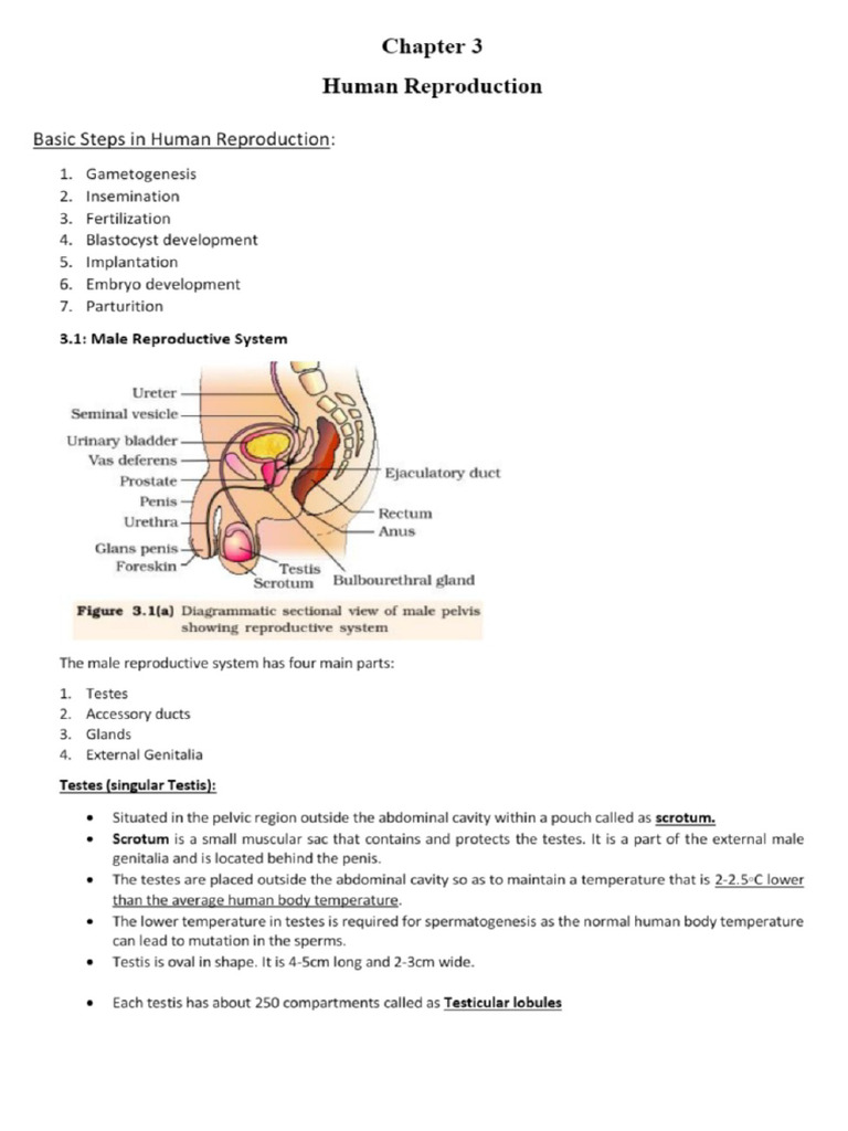 Human Reproduction | PDF