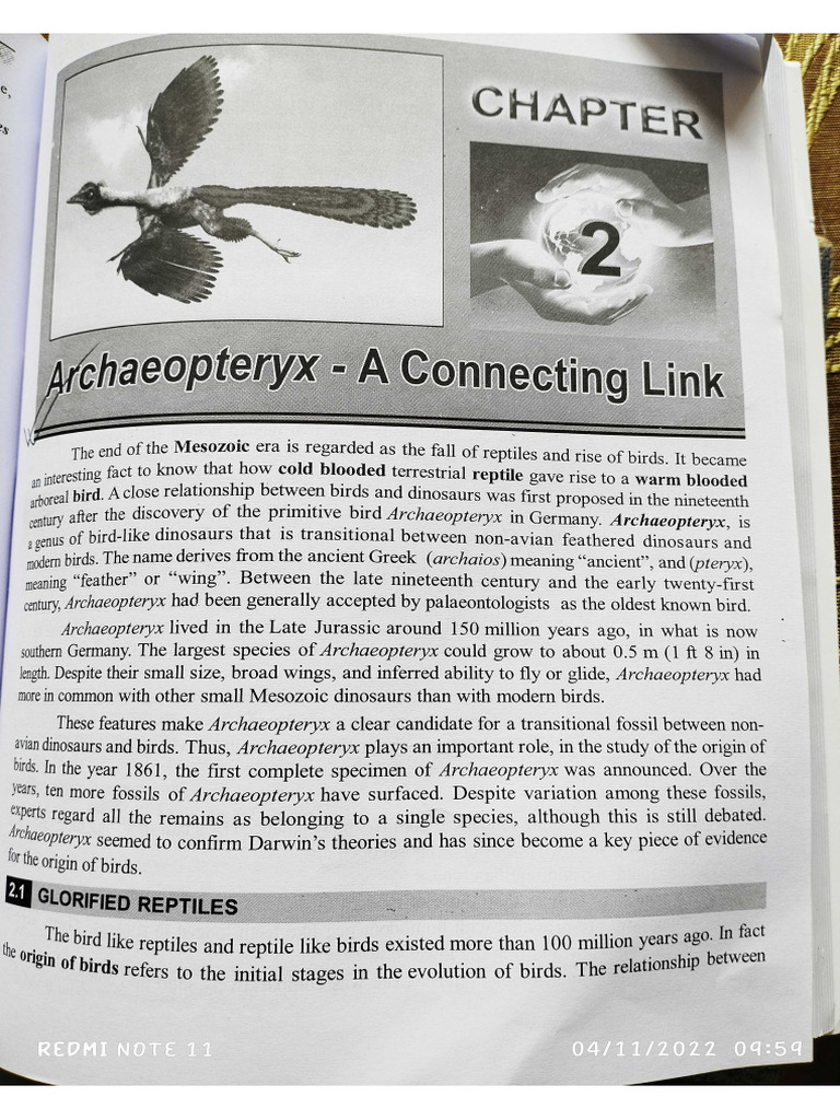 ARCHAEOPTERYX - A Connecting Link | PDF