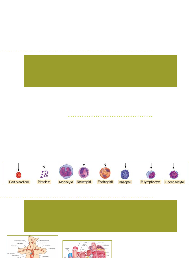 Webinar CH 8 Cardiovascular System | PDF | Heart | Heart Valve
