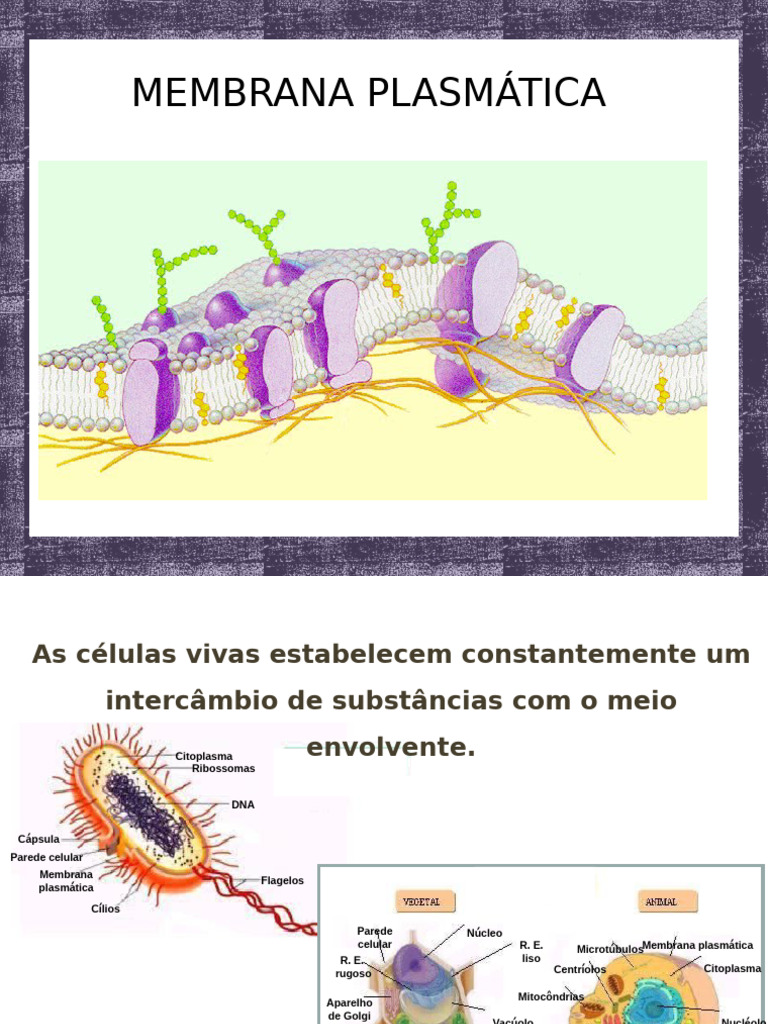 PPT4 Membrana Plasmatica Alunos | PDF | Membrana celular | Célula (Biologia)