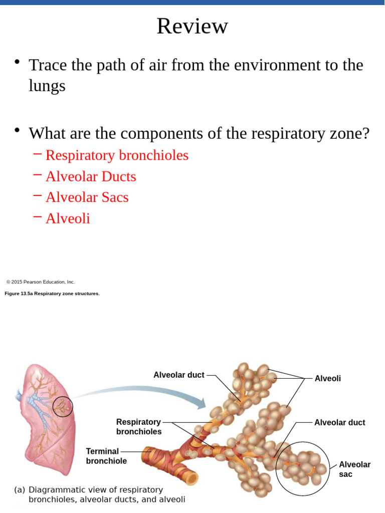 2024 Respiratory II | PDF | Respiratory System | Hemoglobin