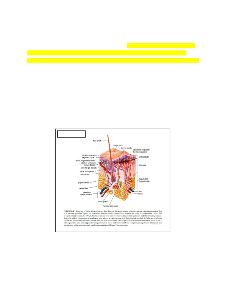Understanding Skin Structure and Function | PDF | Epidermis | Skin