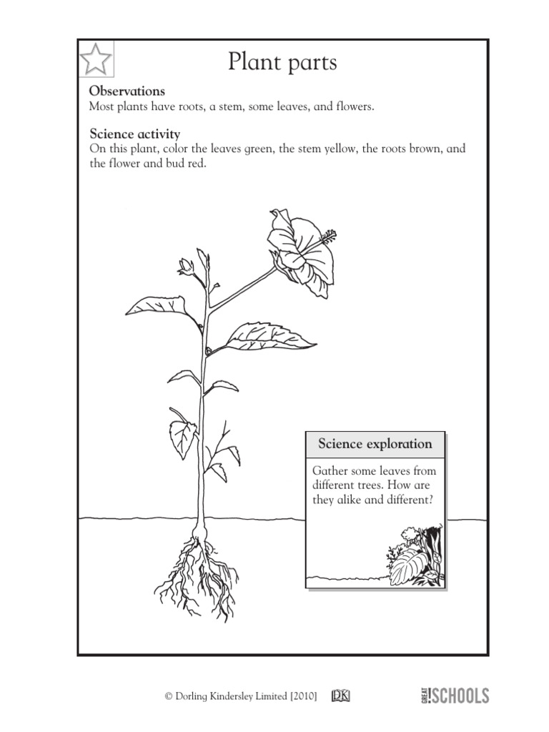 plant parts | PDF | Plants | Organisms