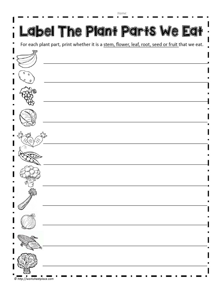 Plant Parts We Eat Worksheet | PDF