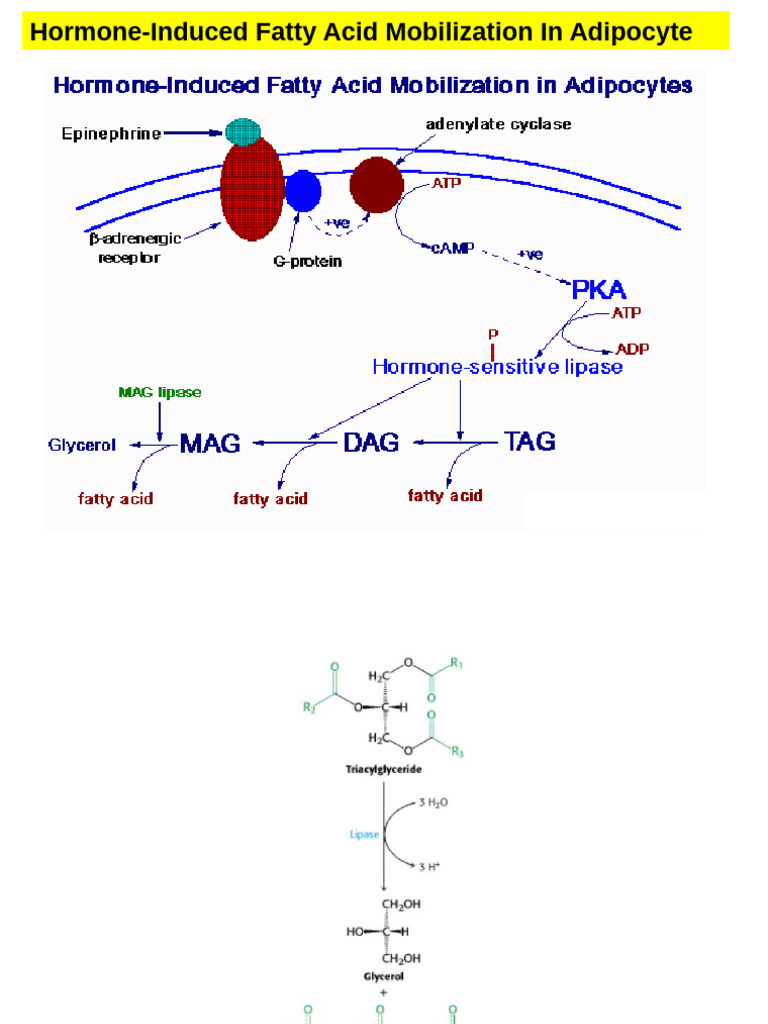 4.fatty Acid Break Down | PDF