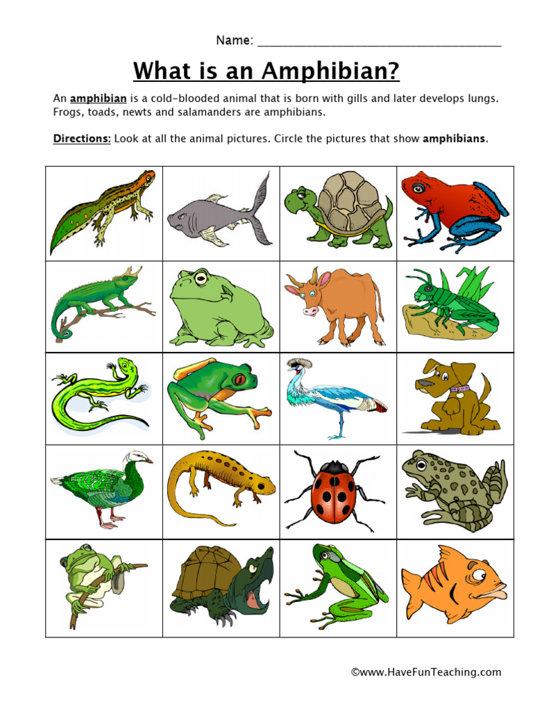 amphibian-classifying-worksheet | PDF
