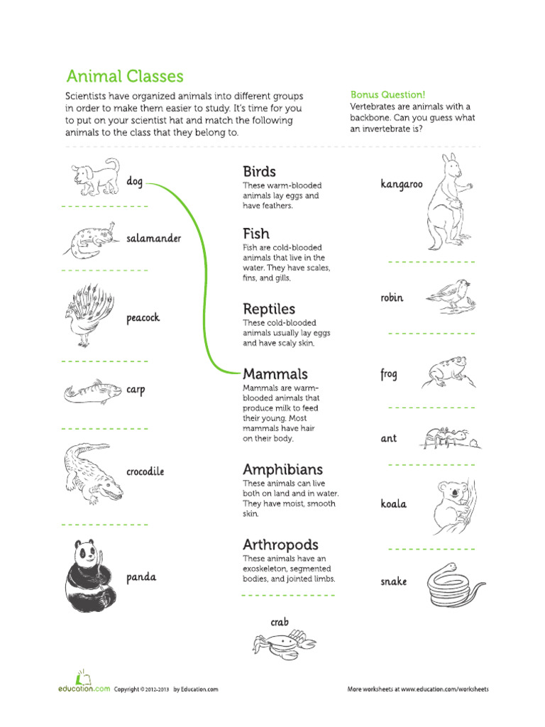 Classifying Animals Worksheet | PDF
