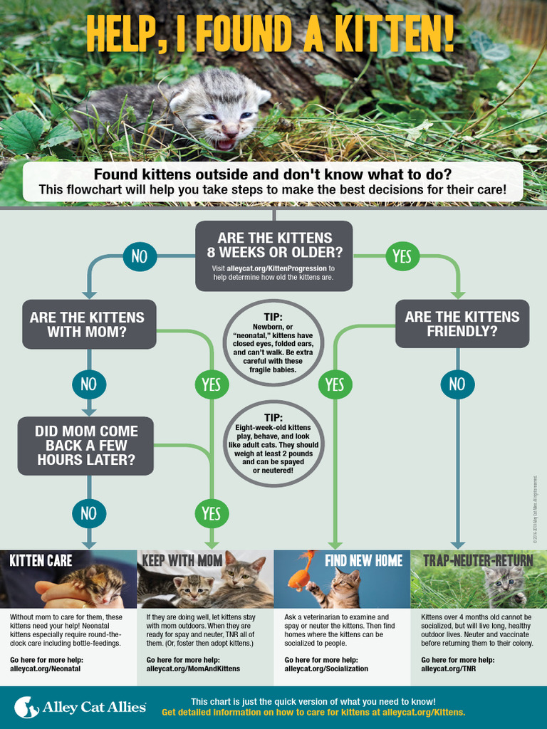 Essential Kitten Care Guide | PDF | Kitten | Cats