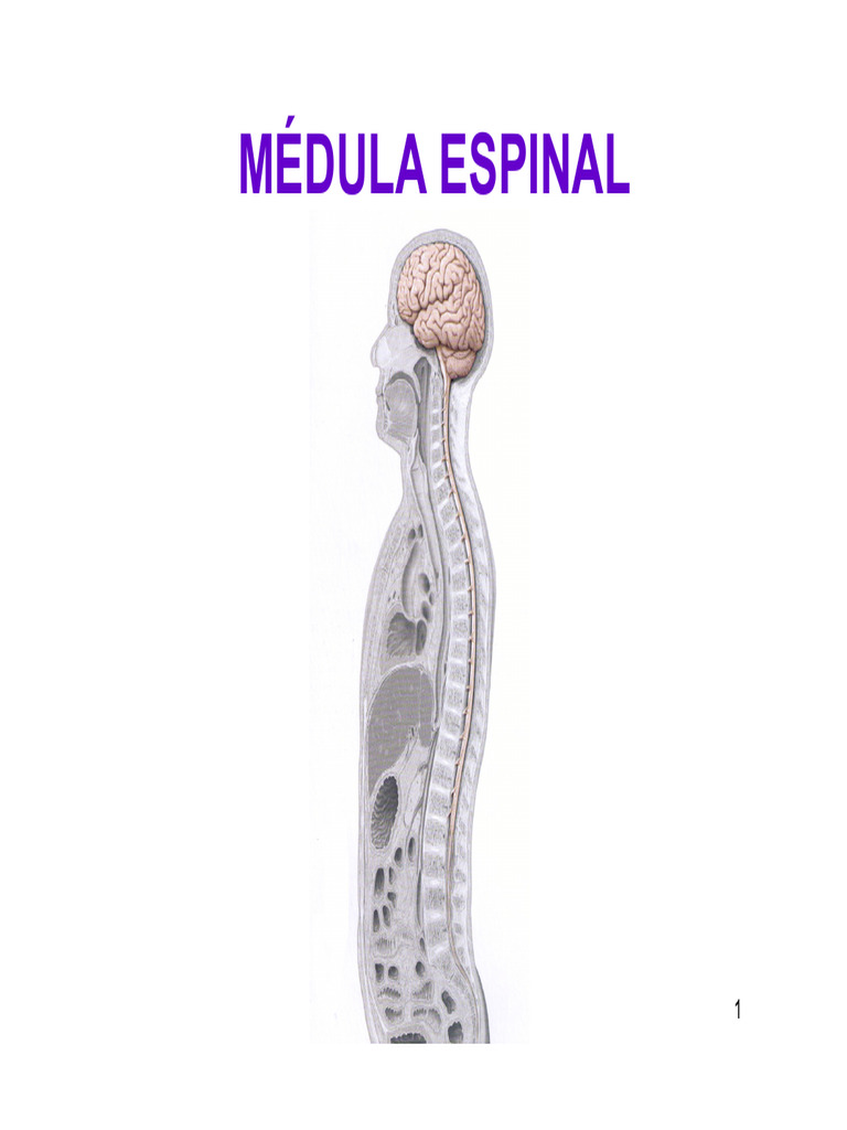 Tema 15 Médula Espinal 2023 | PDF | Médula espinal | Sistema nervioso