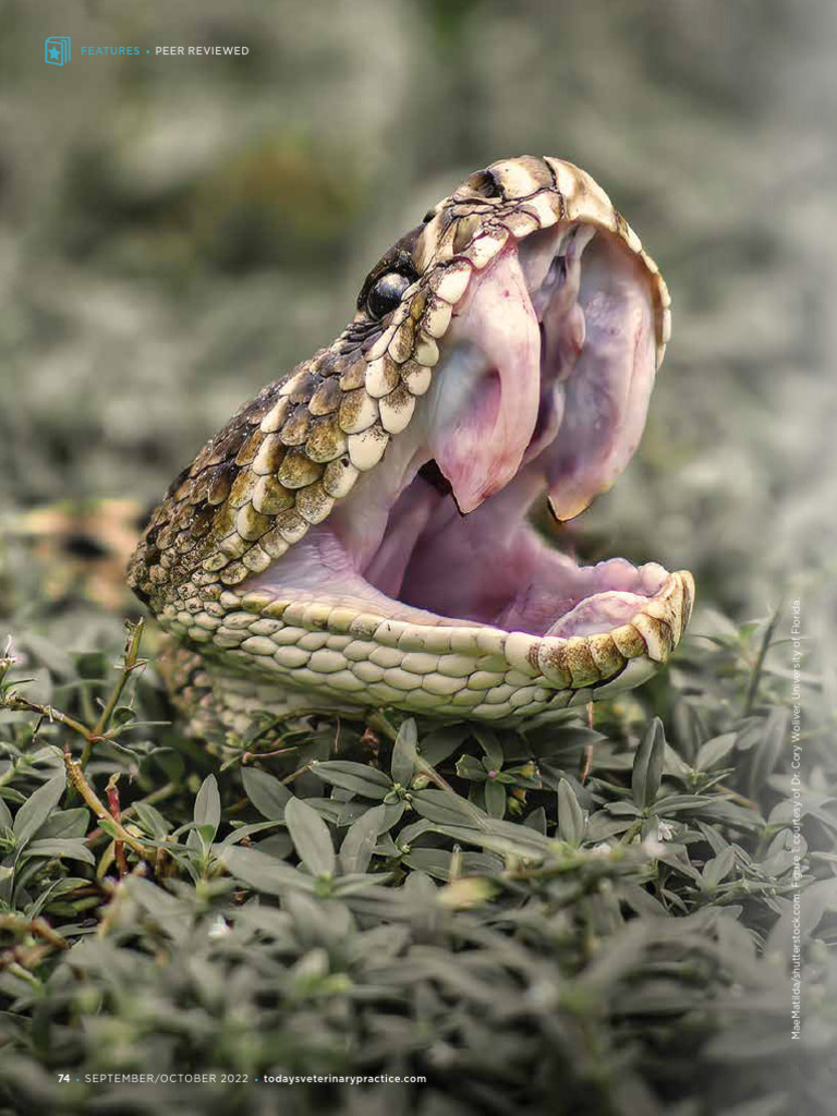 Pit Viper Envenomation in A Dog (Carter and Allen, 2022) | PDF ...