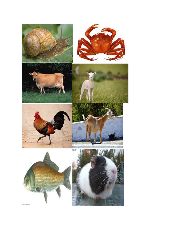 Agric Homework | PDF