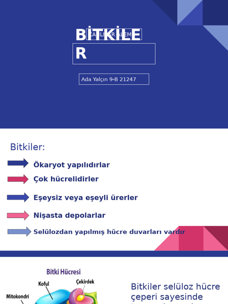 BİTKİLER | PDF