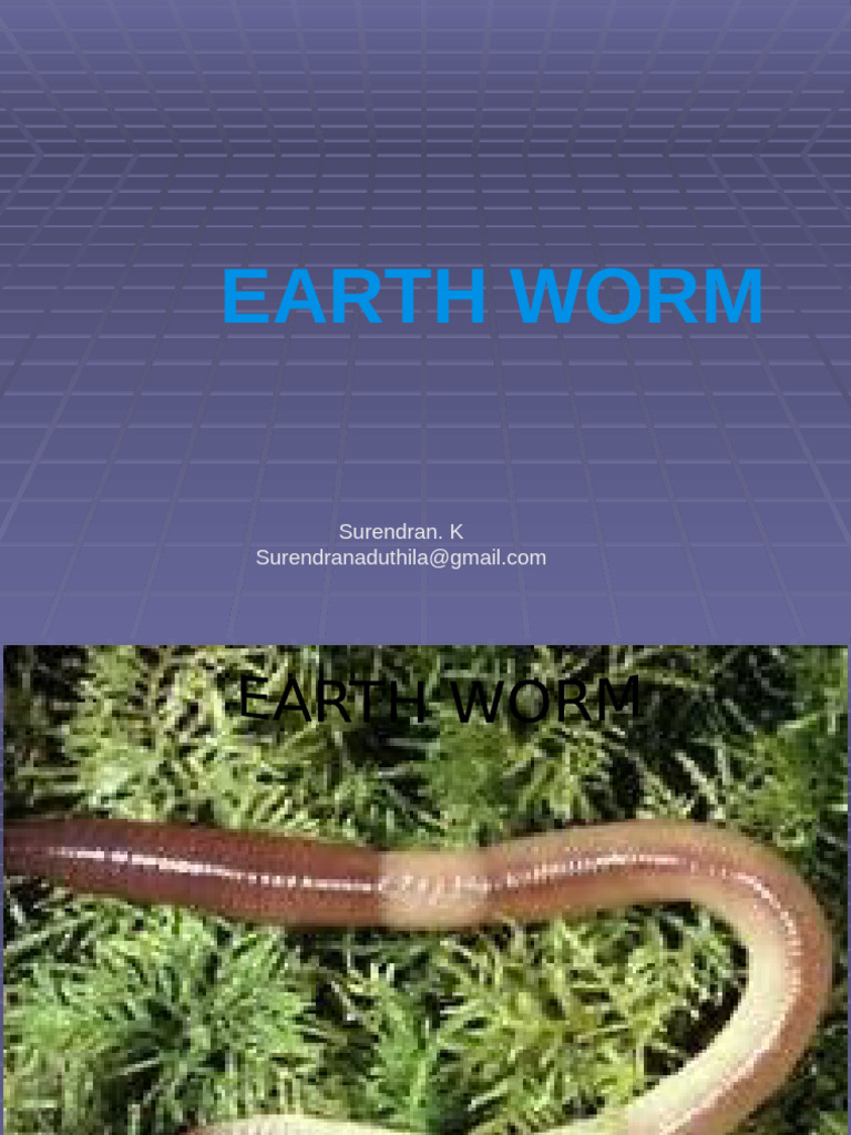 Earthworm | PDF | Anatomy