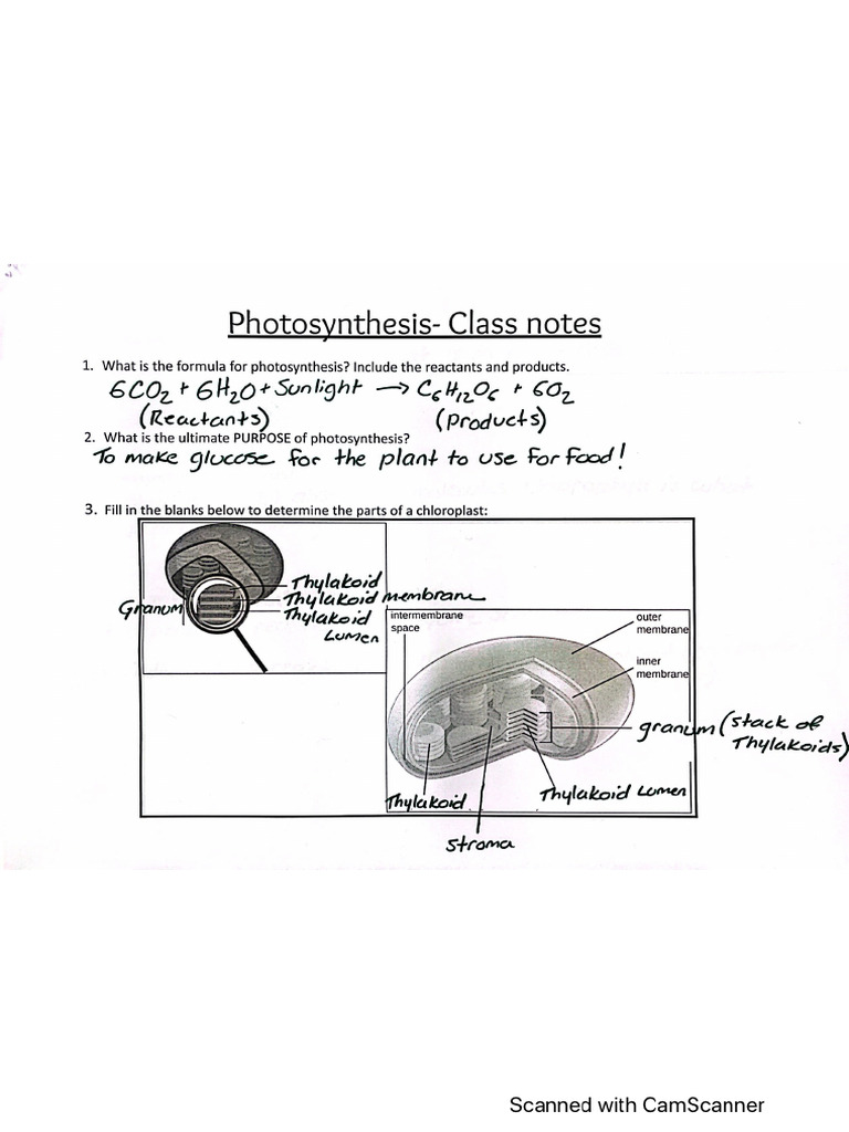Blank Photosynthesis Diagram Notes - KEY | PDF