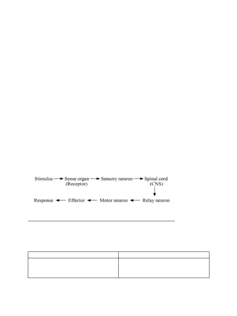 Control and Coordination Part - 1366 | PDF | Brain | Nervous System