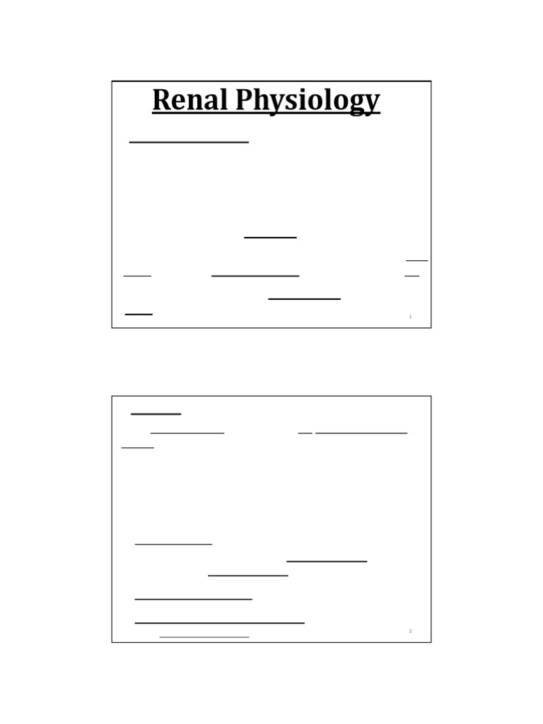 1 Renal Physio 2024.25 | PDF | Kidney | Genitourinary System