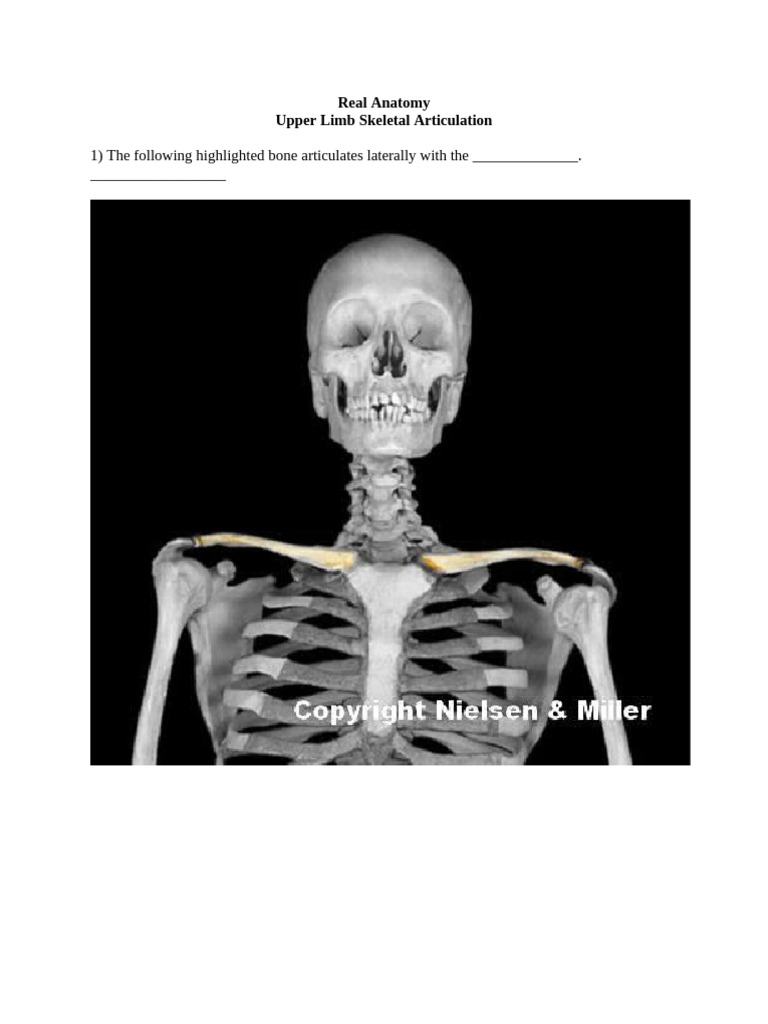 10 Upper Limb Skeletal Articulation Worksheet | PDF