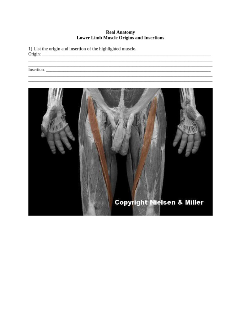 Lower Limb Muscle Origins & Insertions | PDF | Musculoskeletal System ...