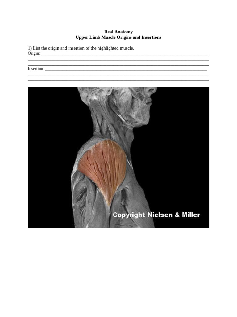 12 Upper Limb Muscle Origins and Insertions Worksheet | PDF | Anatomy ...