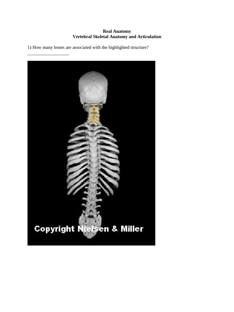 5 Vertebral Skeletal Anatomy And Articulation Worksheet Pdf