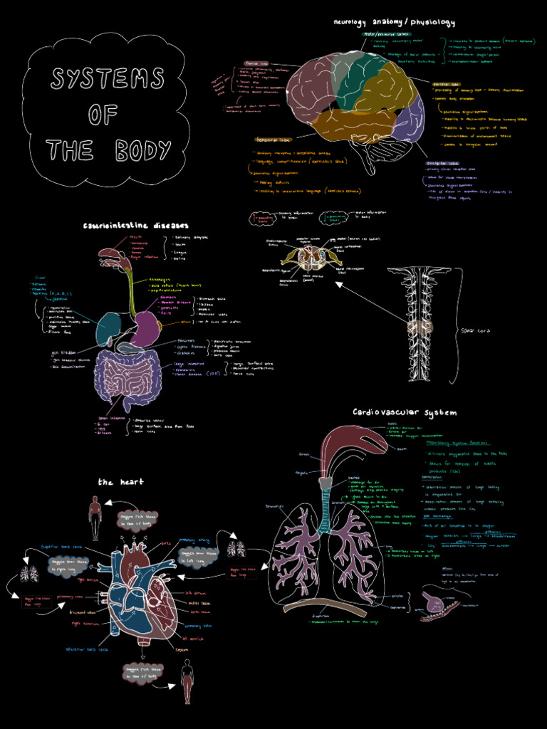 Basic anatomy review | PDF | Neuroscience | Cognitive Science