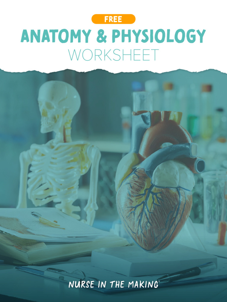 Anatomy & Physiology Workbook for Nurses | PDF | Respiratory Tract ...