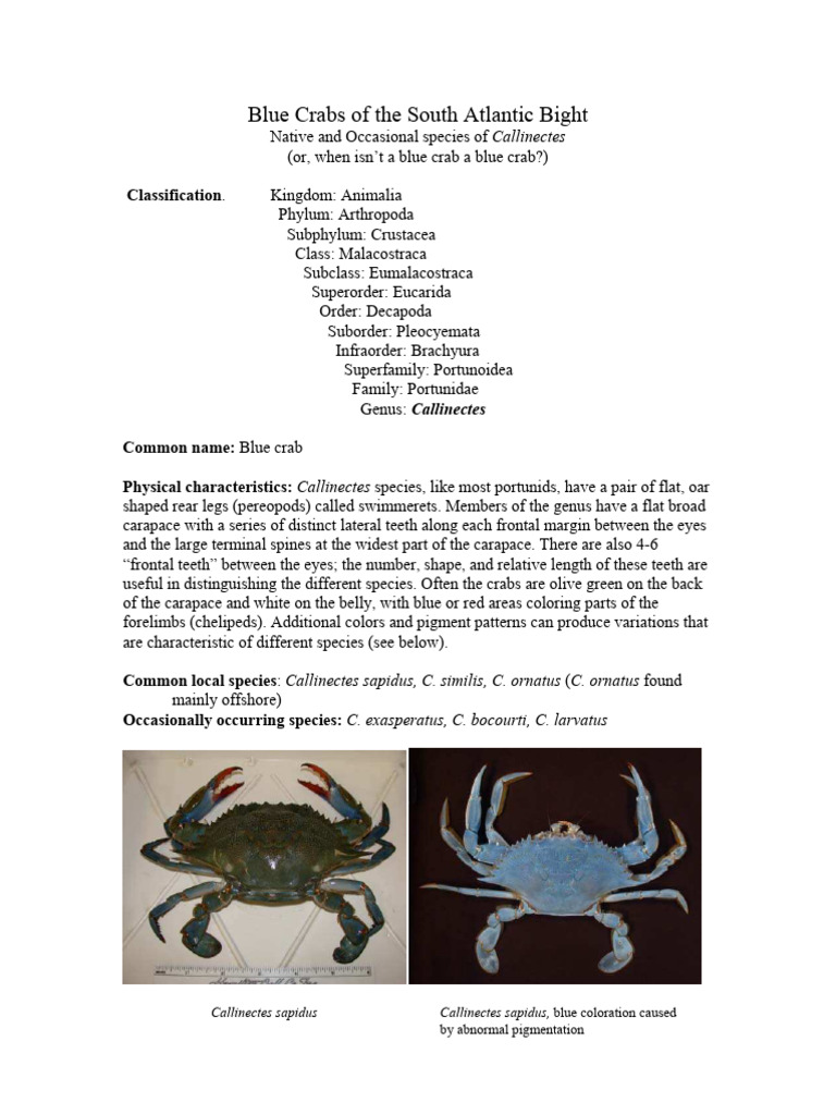 Blue Crabs of The South Atlantic Bight | PDF | Arthropods