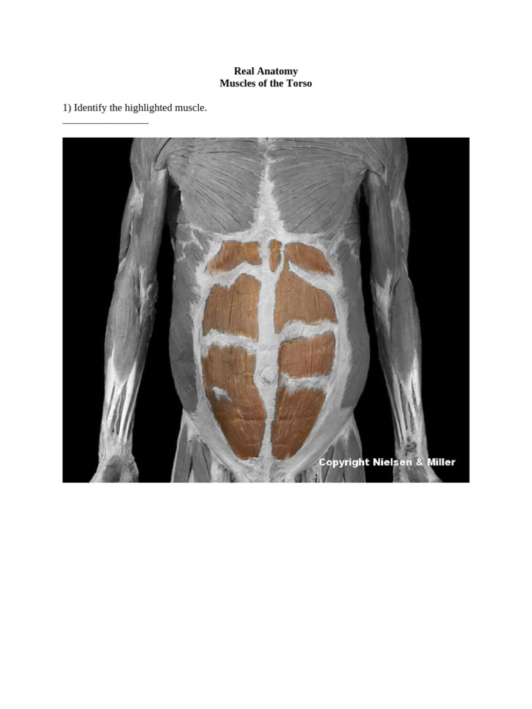 Muscles of The Torso Worksheet | PDF