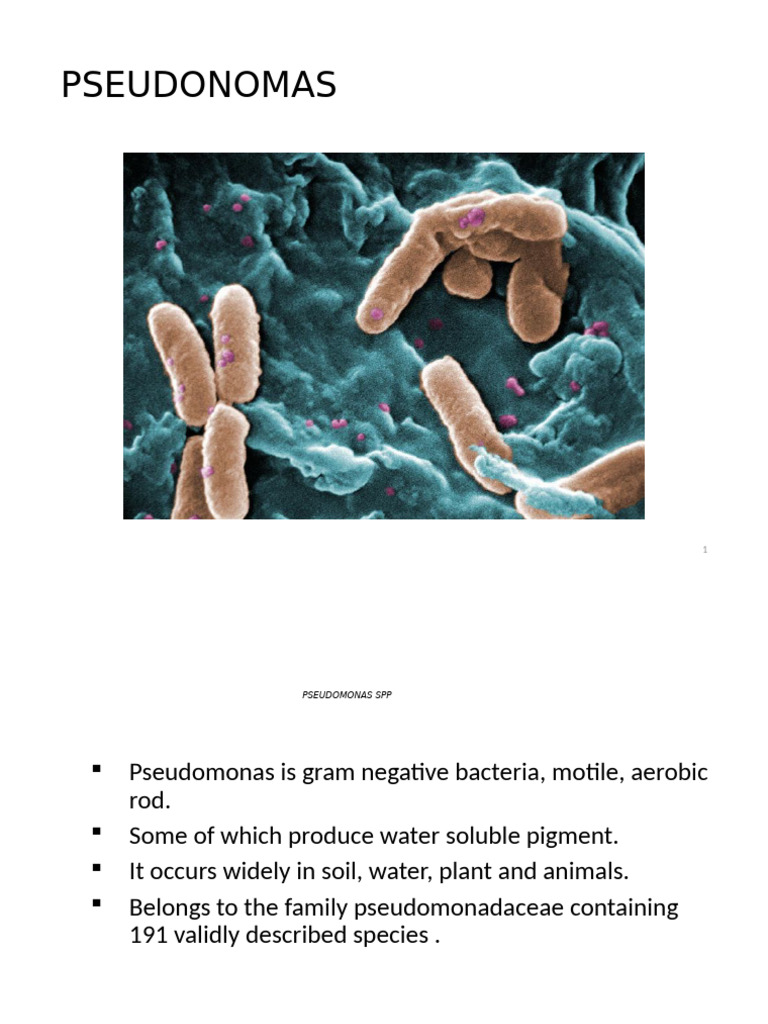 PSEUDOMONAS 4 | PDF | Pseudomonas Aeruginosa | Infection