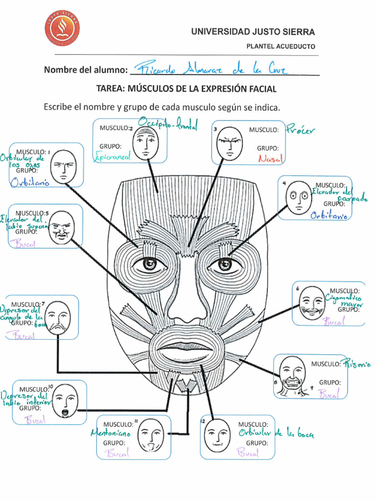 Musculos de La Expresion Facial | PDF