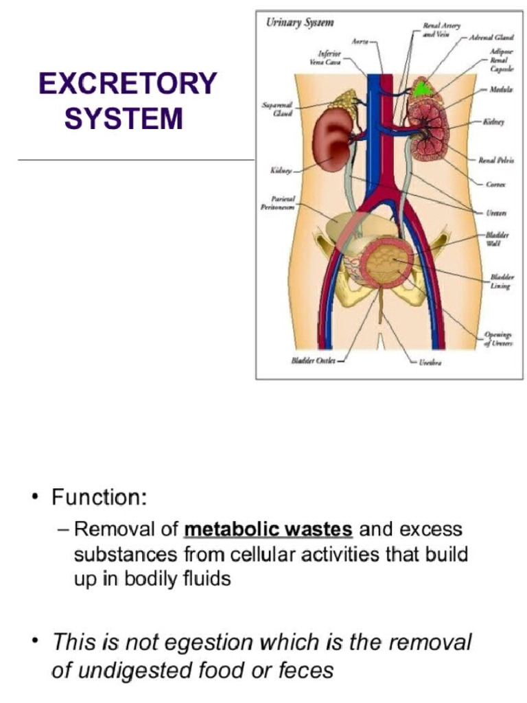Excretory System | PDF