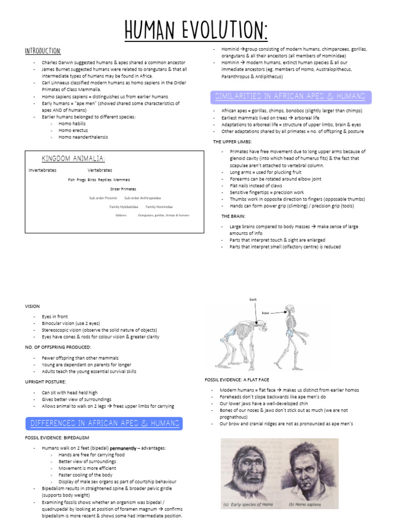 Human Evolution-1 | PDF | Homo | Hominidae