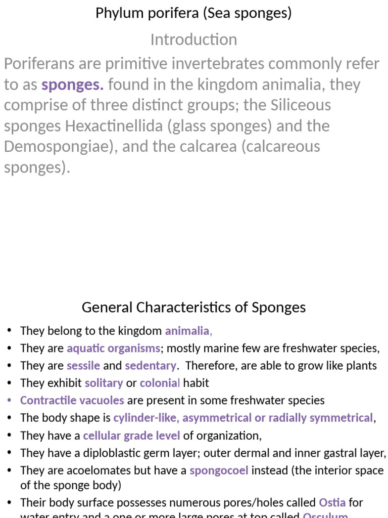 Phylum Porifera (Sea Sponges) BIO 102 | PDF