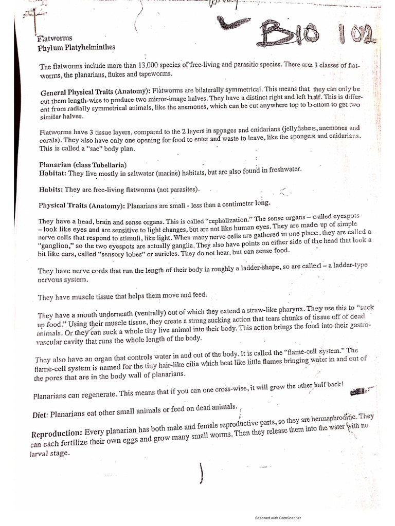 Bio102 (Platyhelminthes) | PDF