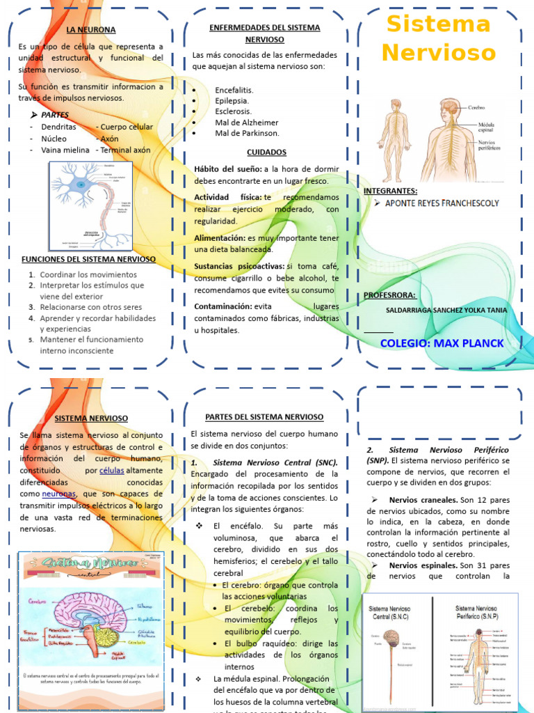 Triptico Sistema Nervioso Central | PDF | Cerebro | Sistema nervioso