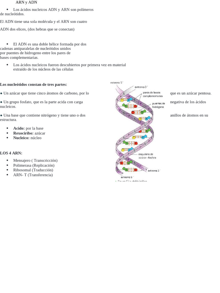 ARN y ADN | PDF