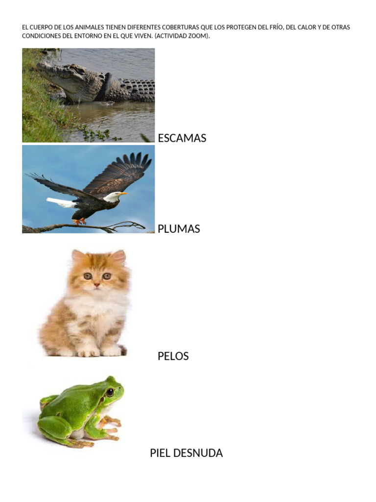 Animales - Cobertura | PDF