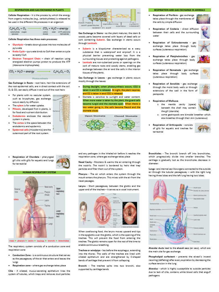 Biology-3rd-Quarter-Midterm | PDF | Cellular Respiration | Respiratory ...