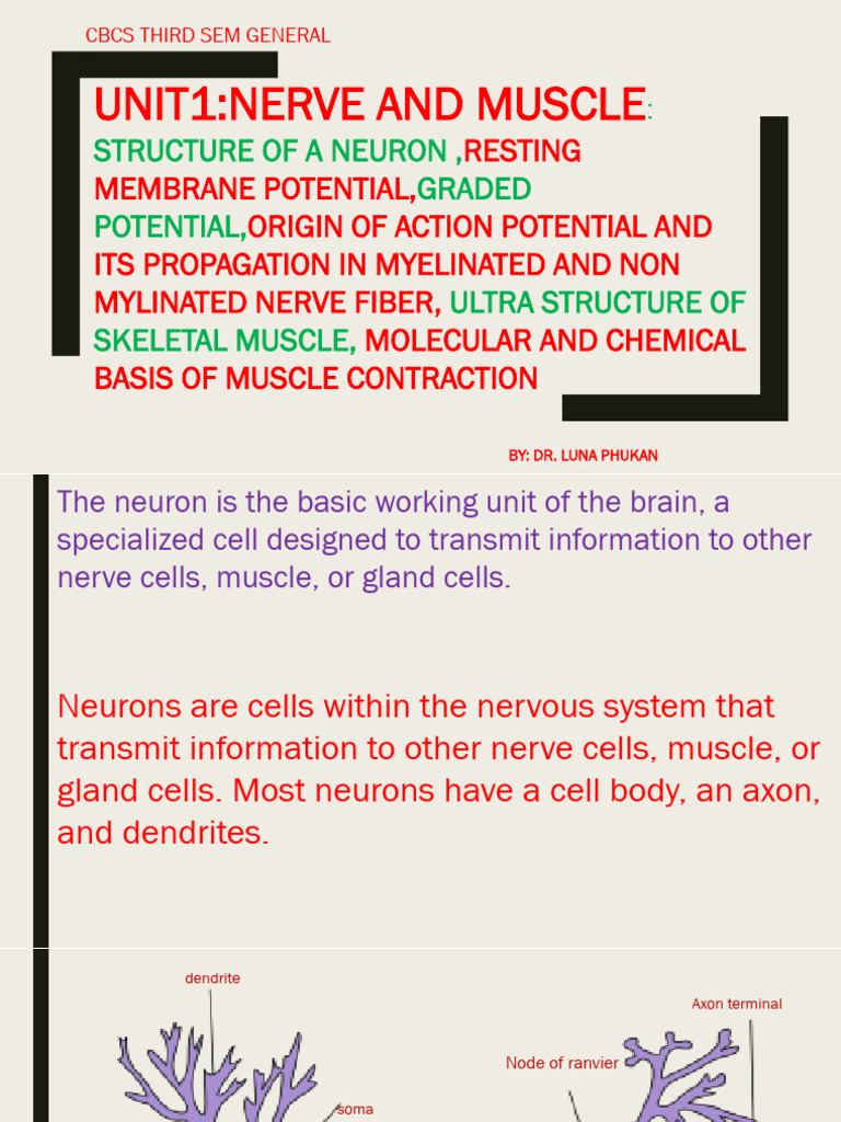 Unit1:Nerve and Muscle: Structure of A Neuron, Graded Potential, Ultra ...